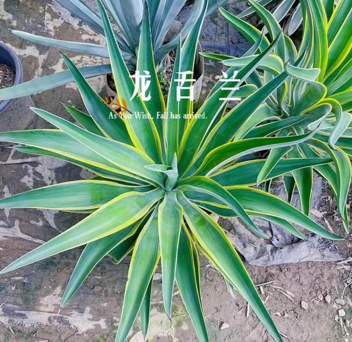 龙舌兰的功效与作用_龙舌兰能降血糖吗-第1张图片-山城妙识 龙舌兰的功效与作用_龙舌兰能降血糖吗-第1张图片-山城妙识