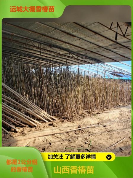 香椿树怎么种_香椿树种植技术-第1张图片-山城妙识 香椿树怎么种_香椿树种植技术-第1张图片-山城妙识