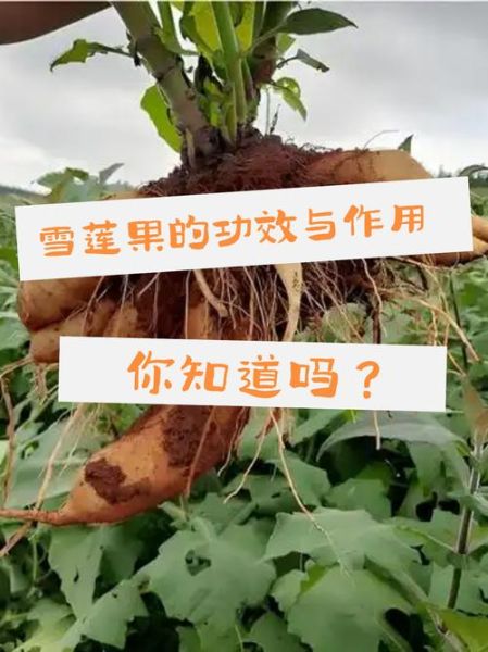 雪莲果为啥不能晚上吃_雪莲果晚上吃有什么危害-第2张图片-山城妙识 雪莲果为啥不能晚上吃_雪莲果晚上吃有什么危害-第2张图片-山城妙识