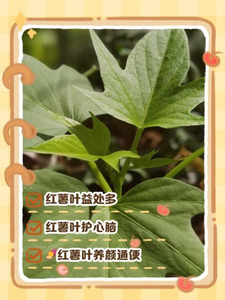 红薯叶有什么功效_红薯叶的营养价值-第1张图片-山城妙识 红薯叶有什么功效_红薯叶的营养价值-第1张图片-山城妙识