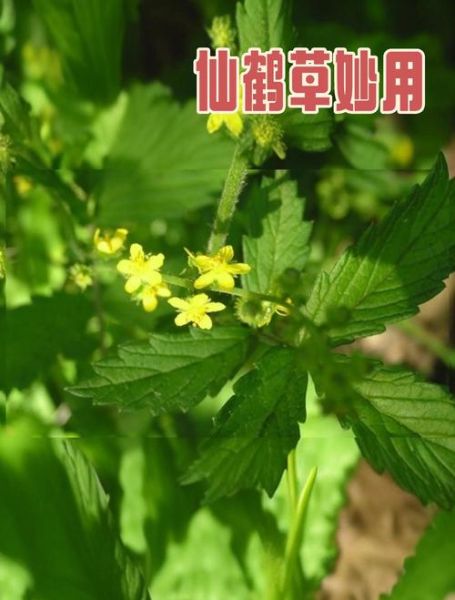 抗肿瘤最强的中草药有哪些_真的有效吗-第1张图片-山城妙识 抗肿瘤最强的中草药有哪些_真的有效吗-第1张图片-山城妙识