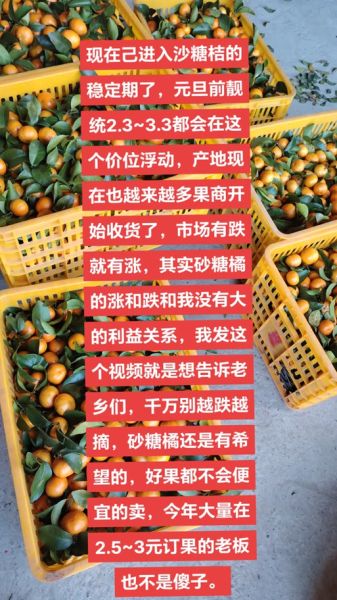 沙糖桔价格行情2020_为什么波动这么大-第2张图片-山城妙识 沙糖桔价格行情2020_为什么波动这么大-第2张图片-山城妙识