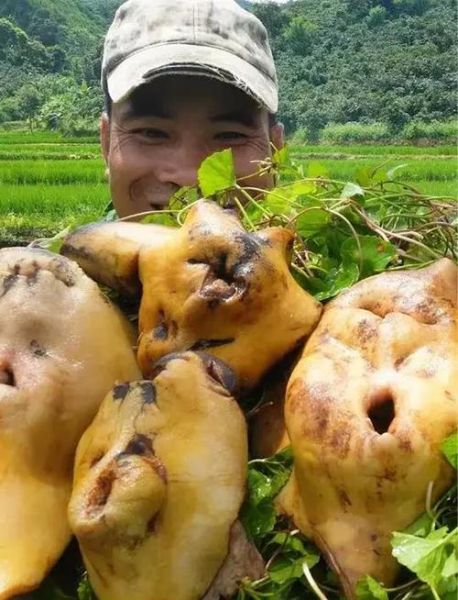 牛欢喜功效与作用_牛欢喜真的补肾壮阳吗-第3张图片-山城妙识 牛欢喜功效与作用_牛欢喜真的补肾壮阳吗-第3张图片-山城妙识