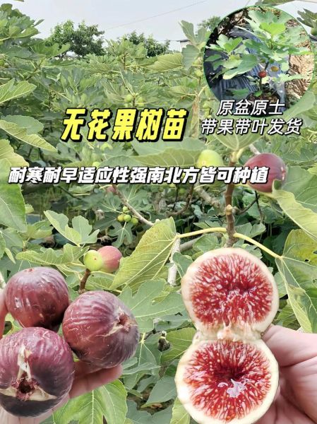 无花果多少钱一斤_无花果价格受哪些因素影响-第3张图片-山城妙识 无花果多少钱一斤_无花果价格受哪些因素影响-第3张图片-山城妙识