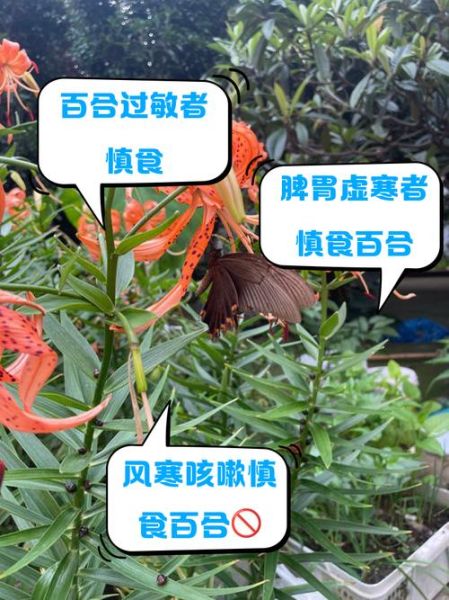 百合哪些人不能吃_百合禁忌人群-第1张图片-山城妙识 百合哪些人不能吃_百合禁忌人群-第1张图片-山城妙识