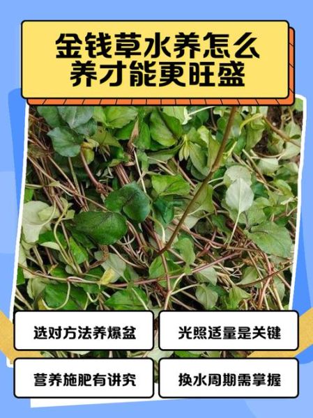 金钱草怎么养_金钱草多久浇一次水-第1张图片-山城妙识