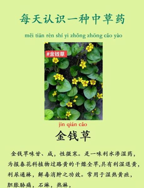 金钱草怎么养_金钱草多久浇一次水-第2张图片-山城妙识
