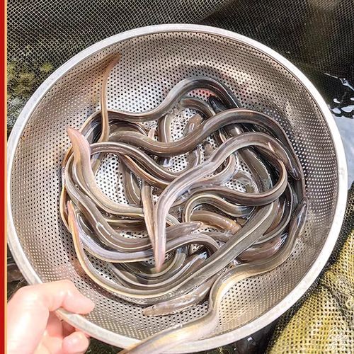 鲈鳗一斤多少钱_鲈鳗价格行情-第3张图片-山城妙识 鲈鳗一斤多少钱_鲈鳗价格行情-第3张图片-山城妙识