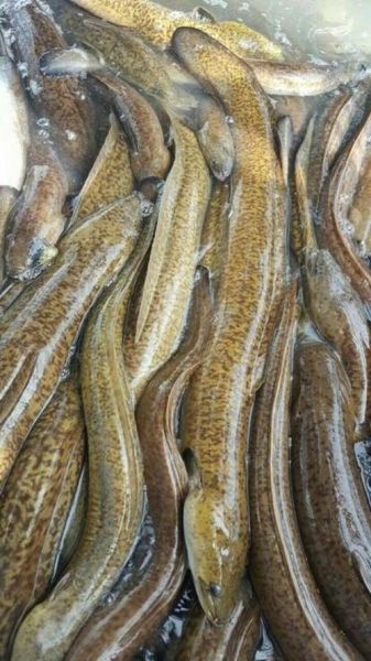 鲈鳗一斤多少钱_鲈鳗价格行情-第1张图片-山城妙识 鲈鳗一斤多少钱_鲈鳗价格行情-第1张图片-山城妙识