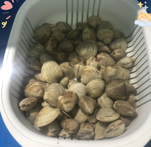 花蛤和文蛤白蛤哪种好吃_口感区别与选购技巧-第3张图片-山城妙识 花蛤和文蛤白蛤哪种好吃_口感区别与选购技巧-第3张图片-山城妙识