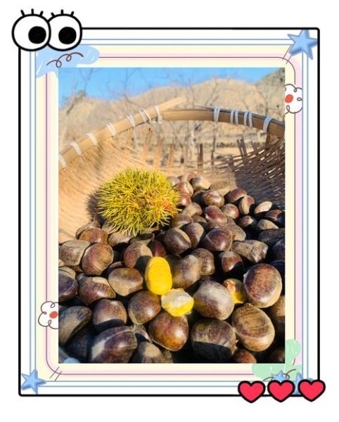 迁西板栗批发价格多少钱一斤_2024最新行情-第1张图片-山城妙识 迁西板栗批发价格多少钱一斤_2024最新行情-第1张图片-山城妙识