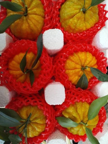 南瓜为什么不能送人_南瓜送礼禁忌-第2张图片-山城妙识 南瓜为什么不能送人_南瓜送礼禁忌-第2张图片-山城妙识