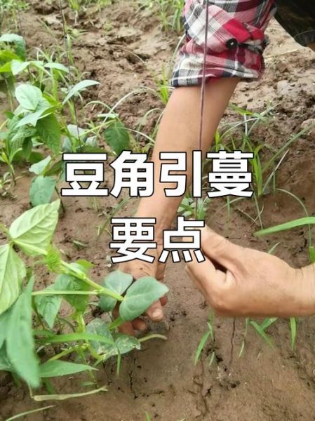 豇豆什么时候播种_豇豆怎么搭架引蔓-第1张图片-山城妙识 豇豆什么时候播种_豇豆怎么搭架引蔓-第1张图片-山城妙识