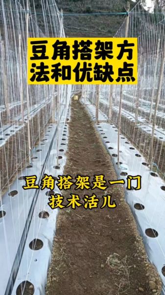 豇豆什么时候播种_豇豆怎么搭架引蔓-第2张图片-山城妙识 豇豆什么时候播种_豇豆怎么搭架引蔓-第2张图片-山城妙识
