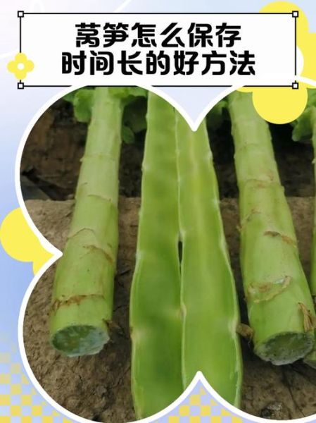 莴苣怎么保存时间长_莴苣可以生吃吗-第1张图片-山城妙识 莴苣怎么保存时间长_莴苣可以生吃吗-第1张图片-山城妙识