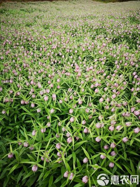 贝母价格多少钱一斤_川贝母市场行情-第3张图片-山城妙识