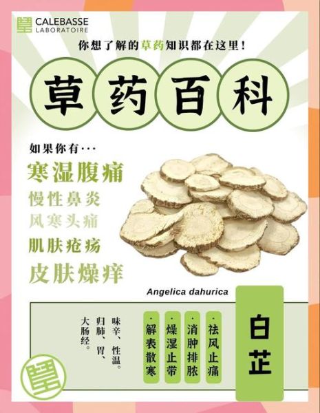 白芷的功效与作用_白芷怎么吃最养生-第2张图片-山城妙识