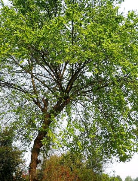 榆钱树长什么样_榆钱树图片大全-第1张图片-山城妙识 榆钱树长什么样_榆钱树图片大全-第1张图片-山城妙识