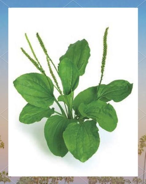 车前草的功效与作用有哪些_车前草怎么吃效果最好-第2张图片-山城妙识 车前草的功效与作用有哪些_车前草怎么吃效果最好-第2张图片-山城妙识