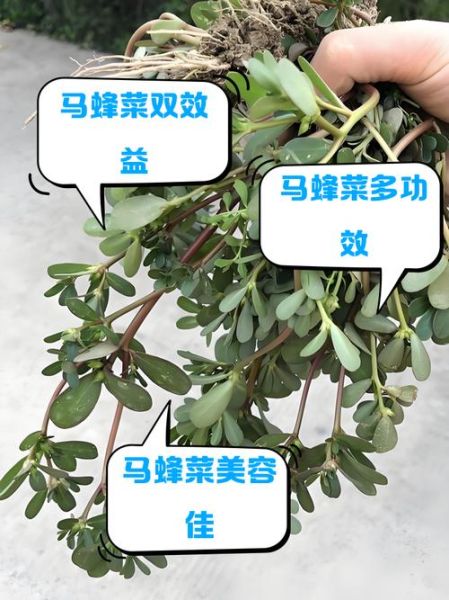 马蜂菜什么人不能吃_马蜂菜禁忌有哪些-第1张图片-山城妙识 马蜂菜什么人不能吃_马蜂菜禁忌有哪些-第1张图片-山城妙识