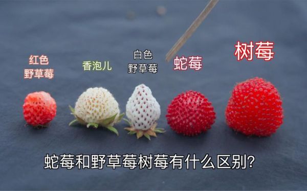 蛇莓可以吃吗_蛇莓和草莓的区别-第1张图片-山城妙识 蛇莓可以吃吗_蛇莓和草莓的区别-第1张图片-山城妙识