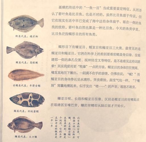 鸦片鱼的营养价值_鸦片鱼的功效与作用-第2张图片-山城妙识 鸦片鱼的营养价值_鸦片鱼的功效与作用-第2张图片-山城妙识