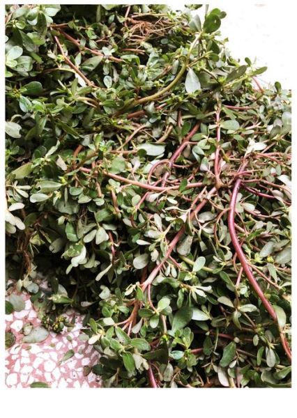 马蜂菜什么人不能吃_马蜂菜禁忌有哪些-第3张图片-山城妙识 马蜂菜什么人不能吃_马蜂菜禁忌有哪些-第3张图片-山城妙识