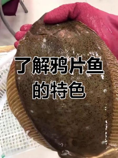 鸦片鱼的营养价值_鸦片鱼的功效与作用-第3张图片-山城妙识 鸦片鱼的营养价值_鸦片鱼的功效与作用-第3张图片-山城妙识