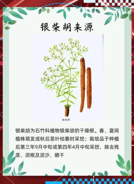 银柴胡图片长什么样_如何辨别真假银柴胡-第3张图片-山城妙识