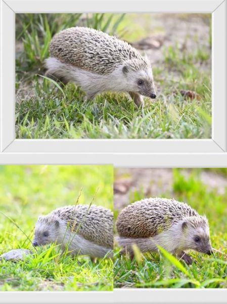 刺猬图片_如何正确拍摄刺猬-第1张图片-山城妙识 刺猬图片_如何正确拍摄刺猬-第1张图片-山城妙识