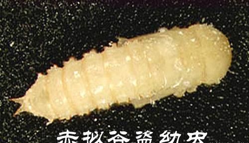 酒曲虫长什么样_酒曲虫怎么处理-第1张图片-山城妙识