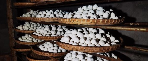 酒曲虫长什么样_酒曲虫怎么处理-第3张图片-山城妙识