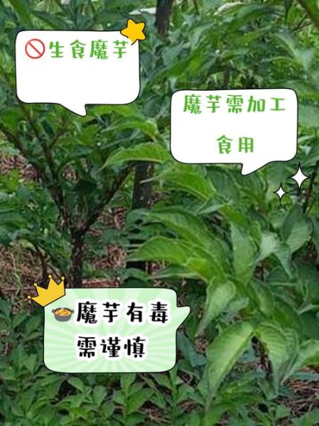 魔芋长什么样_魔芋植株有毒吗-第1张图片-山城妙识 魔芋长什么样_魔芋植株有毒吗-第1张图片-山城妙识