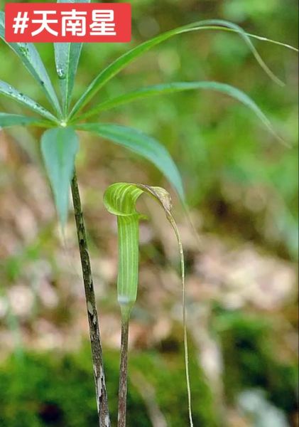 魔芋长什么样_魔芋植株有毒吗-第3张图片-山城妙识 魔芋长什么样_魔芋植株有毒吗-第3张图片-山城妙识