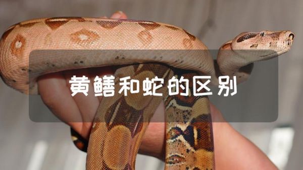 黄鳝和蛇的区别_黄鳝是蛇吗-第1张图片-山城妙识