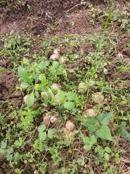 竹荪菌怎么种植_竹荪菌种植技术要点-第2张图片-山城妙识 竹荪菌怎么种植_竹荪菌种植技术要点-第2张图片-山城妙识