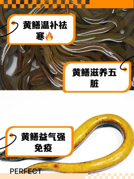 黄鳝的营养价值_黄鳝的功效与作用有哪些-第2张图片-山城妙识 黄鳝的营养价值_黄鳝的功效与作用有哪些-第2张图片-山城妙识