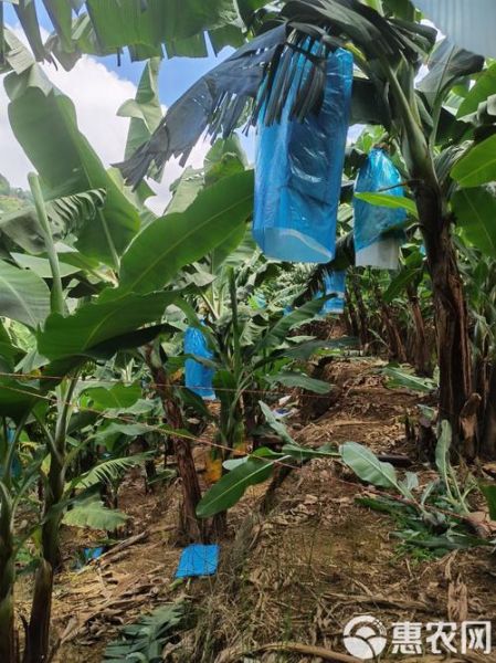 香蕉产地哪里最好_香蕉产地分布地图-第2张图片-山城妙识 香蕉产地哪里最好_香蕉产地分布地图-第2张图片-山城妙识