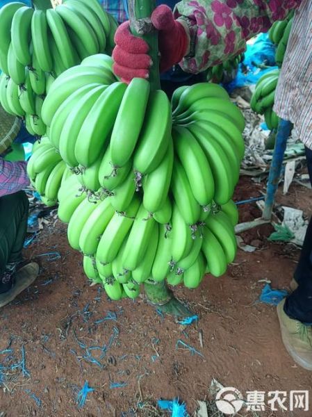 香蕉产地哪里最好_香蕉产地分布地图-第3张图片-山城妙识 香蕉产地哪里最好_香蕉产地分布地图-第3张图片-山城妙识