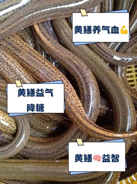 黄鳝的营养价值_黄鳝的功效与作用有哪些-第3张图片-山城妙识 黄鳝的营养价值_黄鳝的功效与作用有哪些-第3张图片-山城妙识