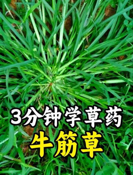 牛舌头草的功效与作用_牛舌头草怎么吃-第1张图片-山城妙识 牛舌头草的功效与作用_牛舌头草怎么吃-第1张图片-山城妙识