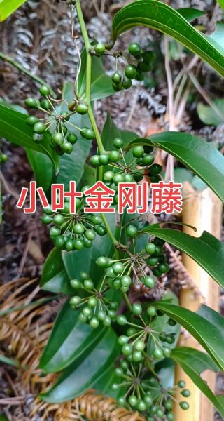 金刚藤的功效与作用_金刚藤能治哪些病-第1张图片-山城妙识