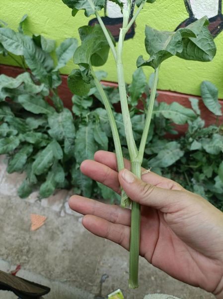 牛舌头草的功效与作用_牛舌头草怎么吃-第2张图片-山城妙识 牛舌头草的功效与作用_牛舌头草怎么吃-第2张图片-山城妙识