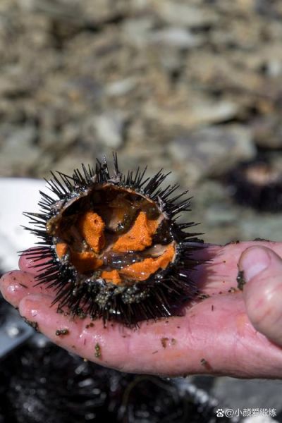 女性吃海胆会过敏吗_女性吃海胆会胖吗-第1张图片-山城妙识 女性吃海胆会过敏吗_女性吃海胆会胖吗-第1张图片-山城妙识