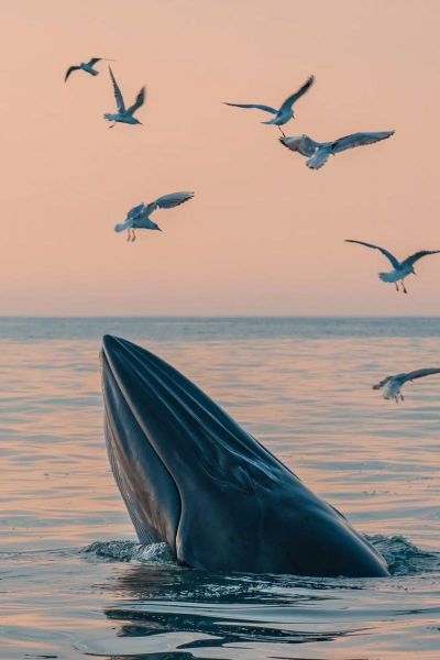 鲸鱼图片高清_如何拍摄高清鲸鱼照片-第1张图片-山城妙识 鲸鱼图片高清_如何拍摄高清鲸鱼照片-第1张图片-山城妙识