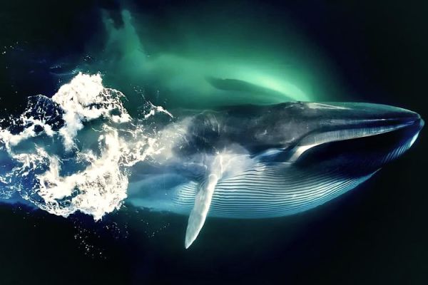 鲸鱼图片高清_如何拍摄高清鲸鱼照片-第3张图片-山城妙识 鲸鱼图片高清_如何拍摄高清鲸鱼照片-第3张图片-山城妙识