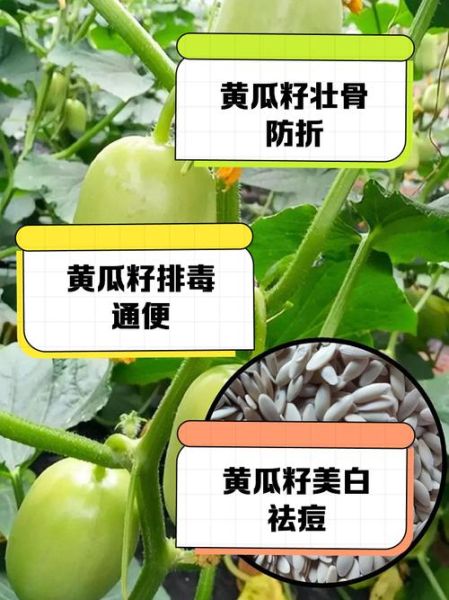 黄瓜子的功效与作用_黄瓜子怎么吃效果最好-第2张图片-山城妙识 黄瓜子的功效与作用_黄瓜子怎么吃效果最好-第2张图片-山城妙识