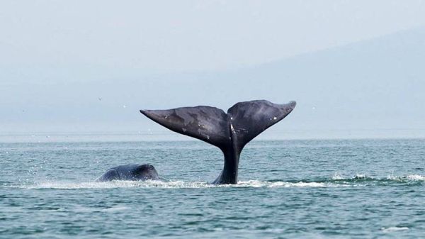鲸鱼图片高清_如何拍摄高清鲸鱼照片-第2张图片-山城妙识 鲸鱼图片高清_如何拍摄高清鲸鱼照片-第2张图片-山城妙识