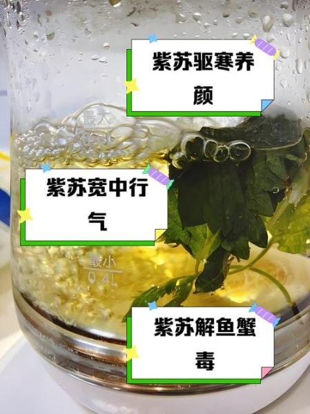 紫苏叶泡水喝的功效_紫苏叶泡水喝的禁忌-第2张图片-山城妙识