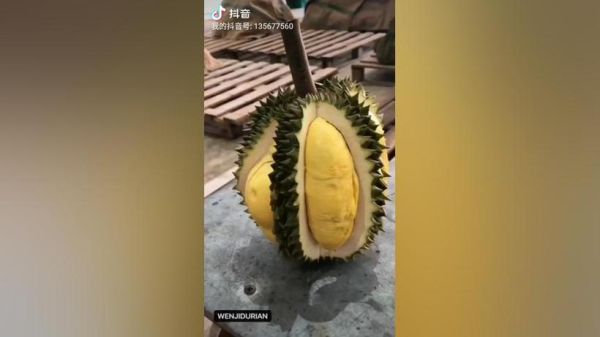 durian_为什么有人觉得臭-第2张图片-山城妙识
